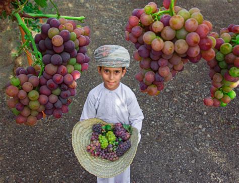 انطلاق مهرجان العنب بمحافظة شمال الشرقية غداً صحيفة وهج الخليج