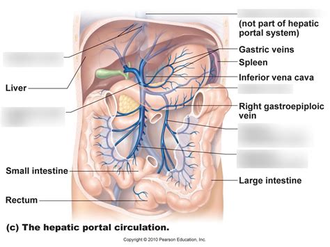 Portal Vein And Inferior Vena Cava
