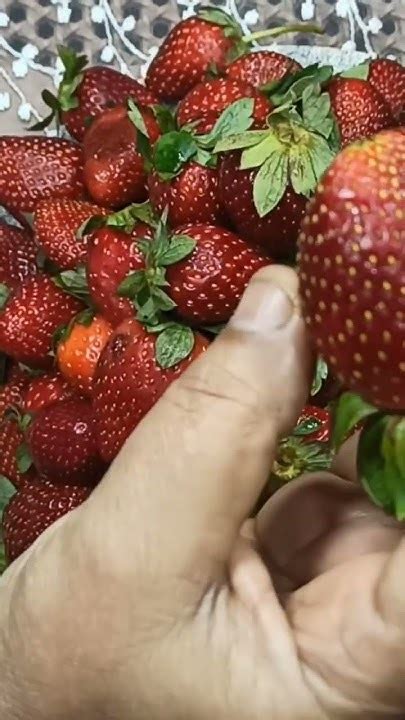 أول تفريزات رمضان طريقه عمل مربى الفراوله بكل أسرارها خشوا شوفوا الفديو