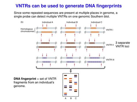 Ppt Simple Sequence Length Polymorphisms Powerpoint Presentation Free Download Id 6151611