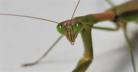 Praying Mantis Close Up Album On Imgur