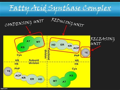 Biosynthesis Of Fatty Acids Pdf
