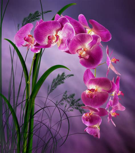 Purple Orchid Digital Art By Nina Bradica Pixels