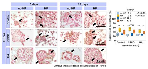 Involvement Of Transient Receptor Potential Vanilloid 4 Trpv4 In The