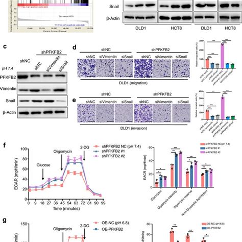 Emt And Glycolysis Are Regulated By Pfkfb2 In Crc Cells A Emt Was Download Scientific Diagram