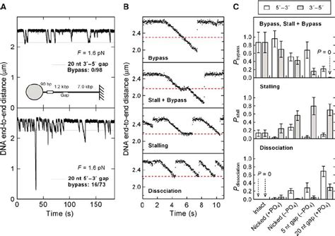 Single Molecule Measurements Of Dna Translocation On Gapped Dna A Download Scientific