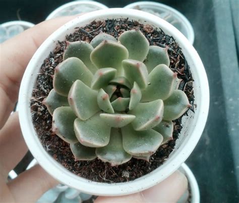 Cây Hoa Dâm Bụt Có ý Nghĩa Gì Cách Trồng Chăm Sóc Blog Yêu Chó Cảnh