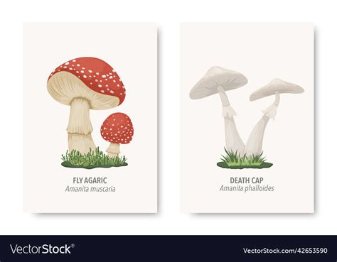 Poisonous Inedible Mushrooms Hand Drawn Royalty Free Vector