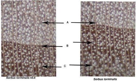 Cross Section Of Wild Cherry Prunus Avium Diffuse Porous Wood A