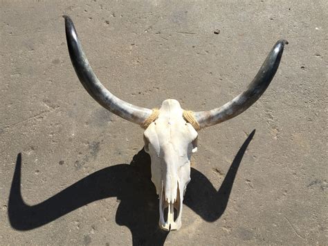 Texas Longhorn Skulls Texas Mounted Longhorns