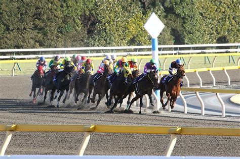 第34回 フェブラリーステークス コース解説｜gⅠ特集｜競馬情報ならjra Van