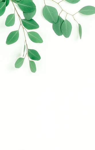 녹색 유칼립투스 잎 가지 허브 식물은 흰색 배경 평면도에 프레임 테두리 복사 공간 플랫 레이 유칼립투스 잎에 대한 스톡 사진 및