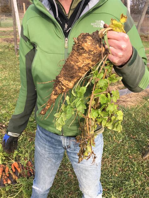 Free Parsnip Seeds Due To Low Germination Those That Did Grow Grew