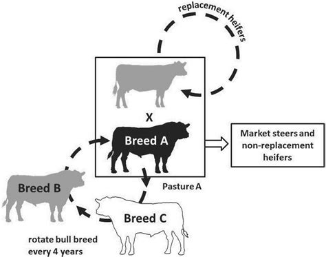 Mississippi Beef Cattle Producer Pocket Guide Mississippi State
