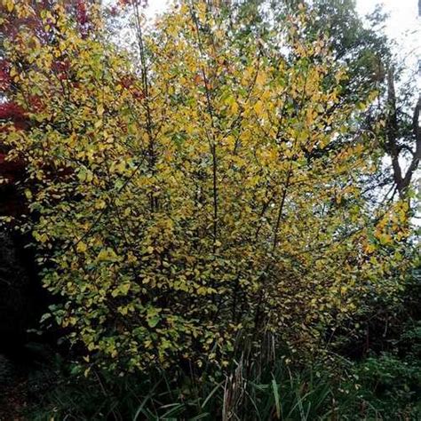 Frangula Alnus Alder Buckthorn Future Forests