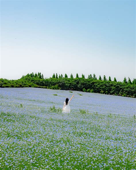 ️ 여행 크리에이터 염한성 이번 주에 여기 안 가면 진짜 후회할지도 몰라요 완전히 만개한 수레국화를 볼 수 있는 곳💙