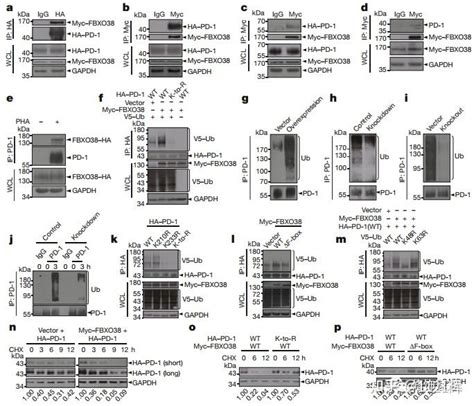 中国科学院生物化学与细胞生物学研究所许琛琦团队发现FBXO38介导PD 1泛素化并调节T细胞抗肿瘤免疫的作用机制 知乎