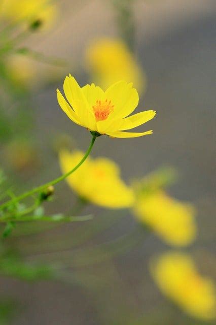 コスモスとハチ Tomyの気まぐれブログ