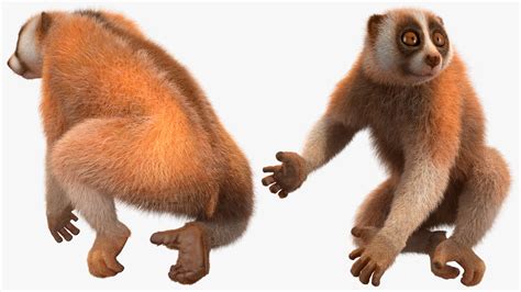 Nycticebus Pygmaeus Fur 3d Model Turbosquid 2140996