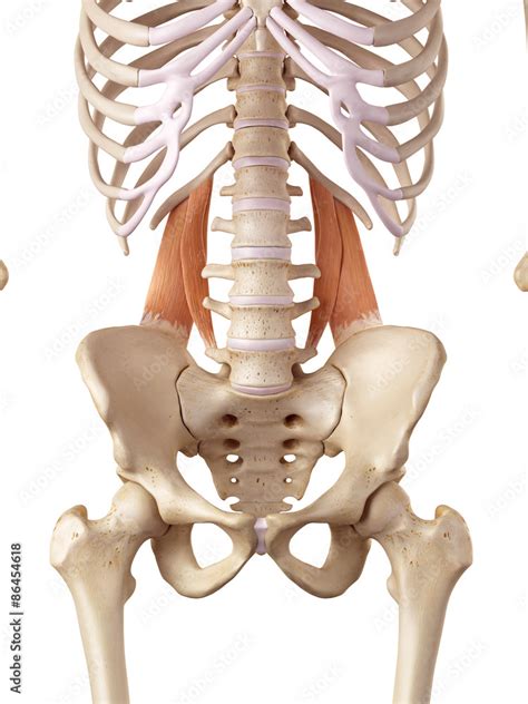 Medical Accurate Illustration Of The Quadratus Lumborum Stock
