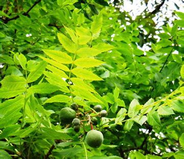 GKZ植物事典ブンカンカ文冠果