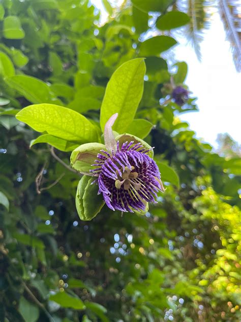 Jamaican Lilikoi Passionfruit Seeds Etsy
