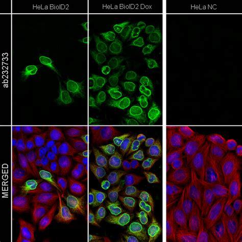 Anti Bioid2 Antibody Ss 3a5 E2 Ab232733 Abcam