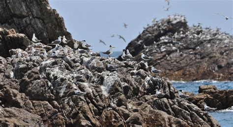 基因分析研究 香港市售「魚翅」竟來自76個物種 環境資訊中心