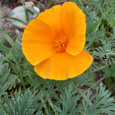 Plant Care Tips