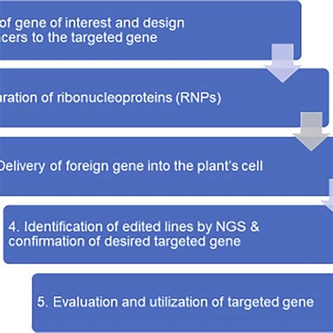 The Workflow Of Crisprcas9 Based Gene Editing In Plants Download