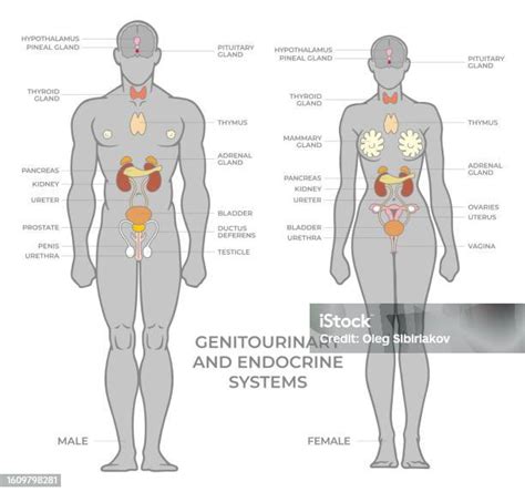 비뇨 생식기 또는 비뇨기 및 내분비 시스템 장기 인체 해부학 인포그래픽이 있는 여성과 남성의 실루엣 플랫 스타일의 의료 벡터 그림입니다 인체에 대한 스톡 벡터 아트 및 기타