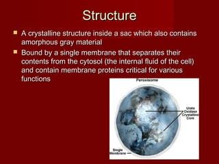 Microbodies Ppt