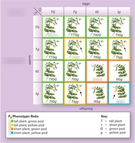 Dihybrid Two Trait Cross Diagram Quizlet