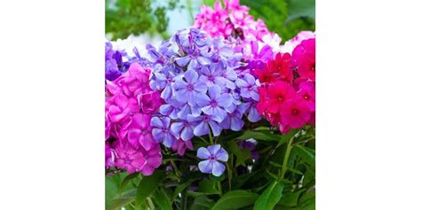 Double Phlox 3 Bare Roots