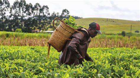 on farm sparse testing could transform crop breeding in africa