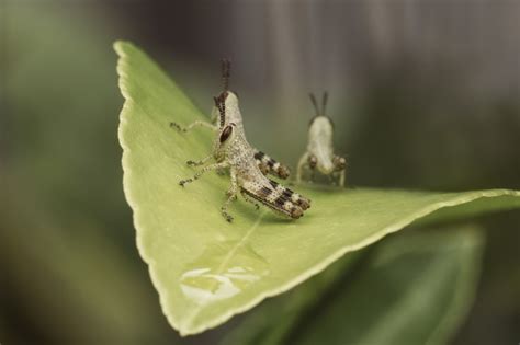Grasshopper Nymph Australian Photography
