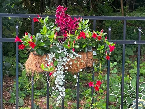 Dichondra Diplodemia Mandevilla And Window Planter Boxes Window