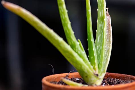 How To Care For Aloe Vera Watering Repotting And Where To Position