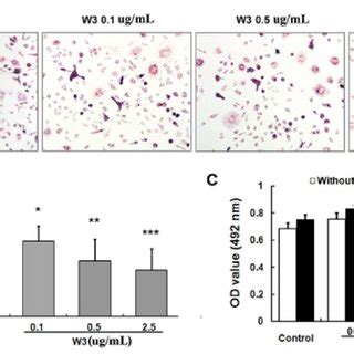 W3 Inhibits The F Actin Rings Formation Of Osteoclast RAW 264 7 Cells