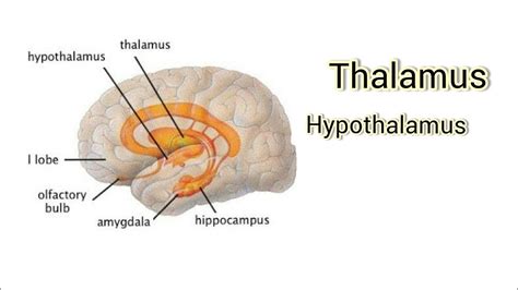 Thalamus And Hypothalamus Astonishingceiyrs