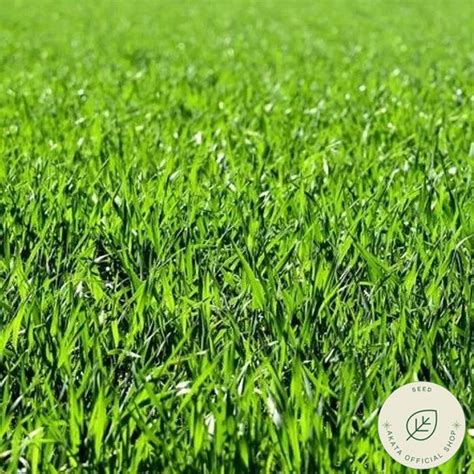 Bermuda Grass Lawn Seeds Only Green For Gardening 500pcs Shopee