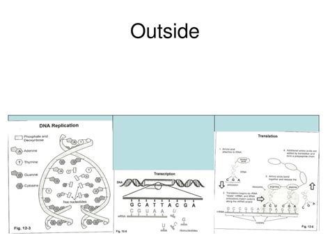 Ppt Protein Synthesis Foldable Powerpoint Presentation Free Download