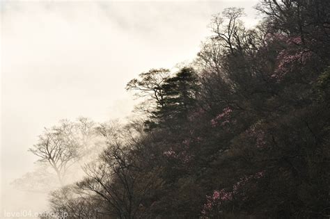 霧降高原 六方沢橋 アカヤシオツツジ 1 photograph2