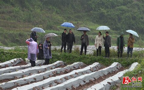 板栗树乡组织县乡人代表为特色种植业出谋划策 乡镇快讯 麻阳新闻网