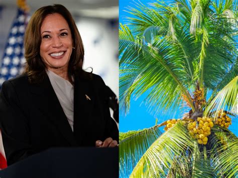 Why Is Kamala Harris Being Associated With A Coconut Tree