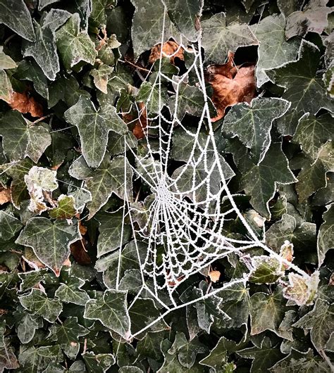 Spider Web Ice Cream Frost Free Photo On Pixabay Pixabay