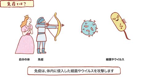 免疫を謳う機能性表示食品とは バイオ事業部 Blog Kitii｜株式会社キティー