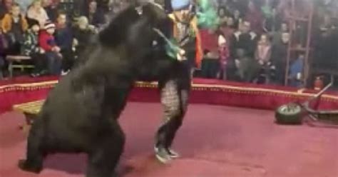 A Panic Started After Bear At Russian Circus Attacks Trainer