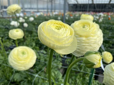 Ranunculus Elegance Crema — Italian Ranunculus Uk