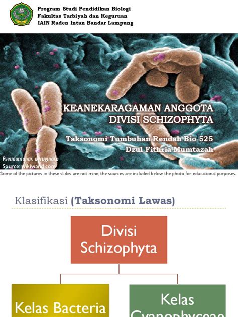 Keanekaragaman Divisi Schizophyta Pdf